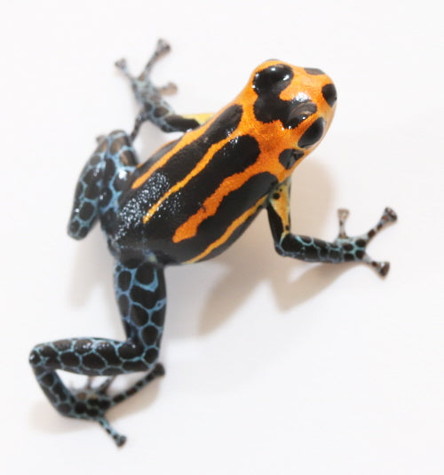 Frogs – Frogs 'n' Things