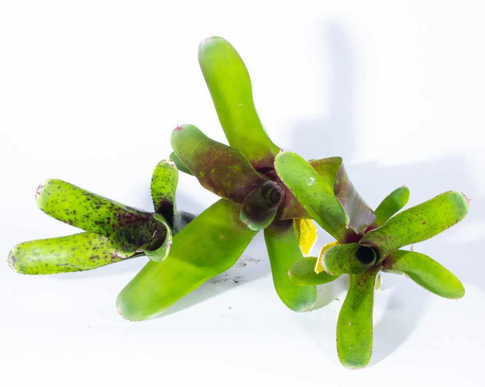 Frogs ‘n’ Things – Frogs 'n' Things