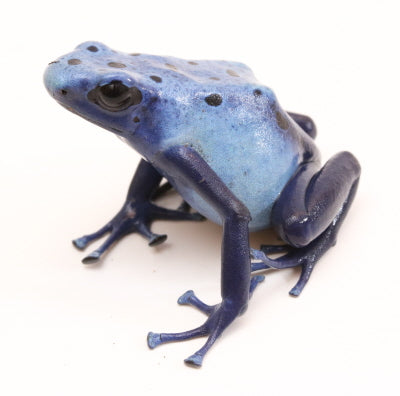 D. Azureus – Frogs 'n' Things
