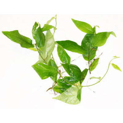 Ficus Radicans – Frogs 'n' Things