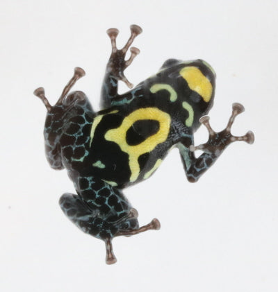 R. Vanzolini – Frogs 'n' Things