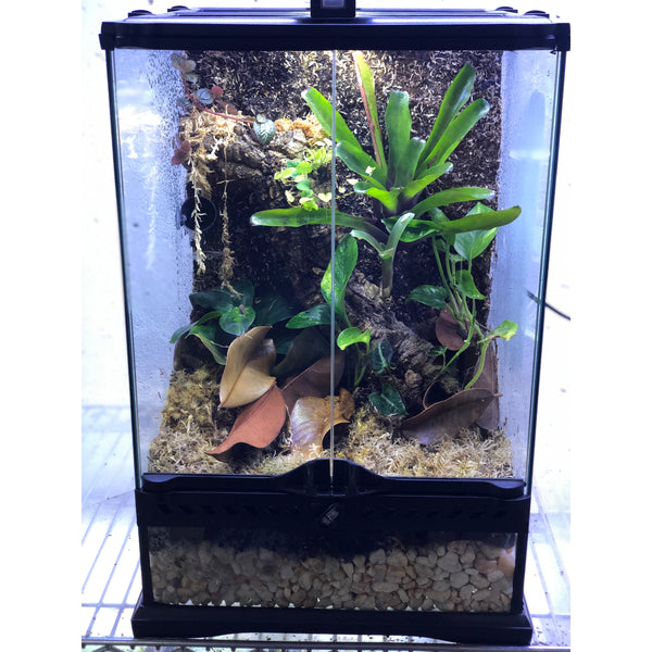 12x12x18in Vertical Thumbnail Setup – Frogs 'n' Things