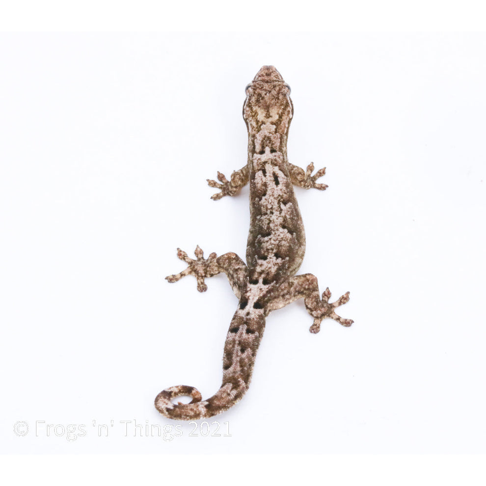 Lepidodactylus lugubris - Mourning Gecko – Frogs 'n' Things